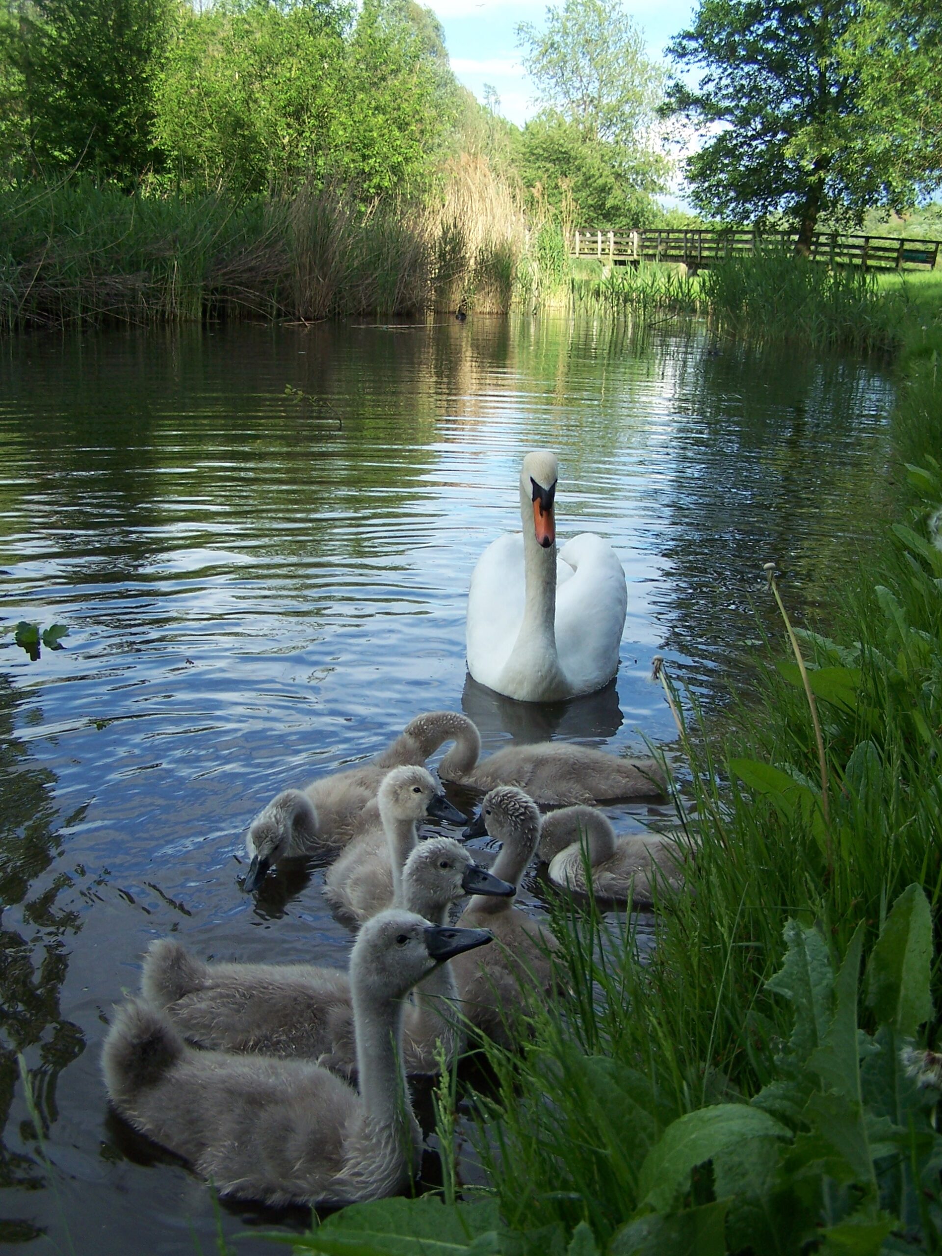 Tip Mooi Flevoland: Welkom in de kraamkamer van de natuur! - NMF Flevoland